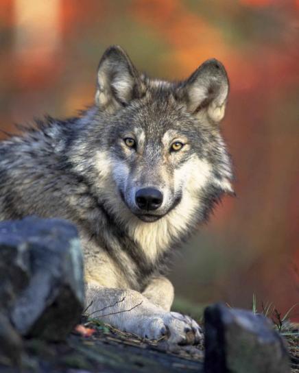 wolf urine raccoon repellent – Words from The Peeman