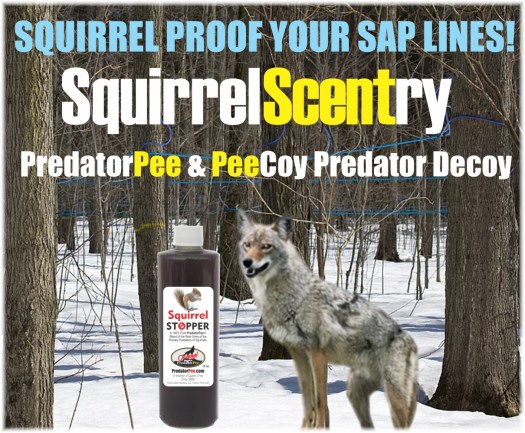 Squirrels Sapping Maple Syrup Production – Words from The Peeman